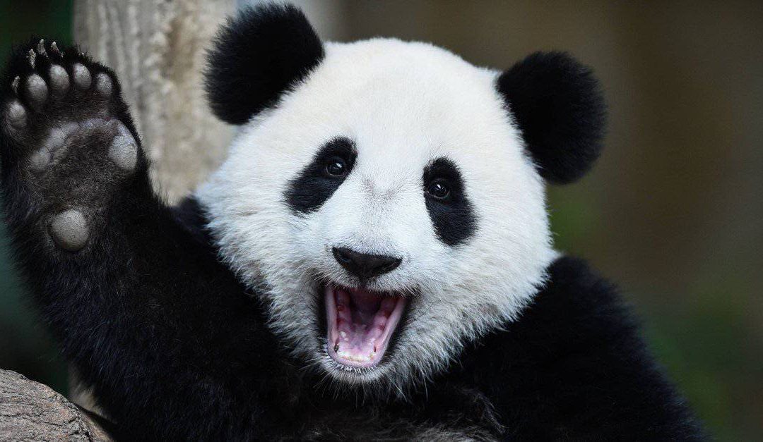Understanding the Myth: Are Pandas Dangerous? - All The Gage Faces